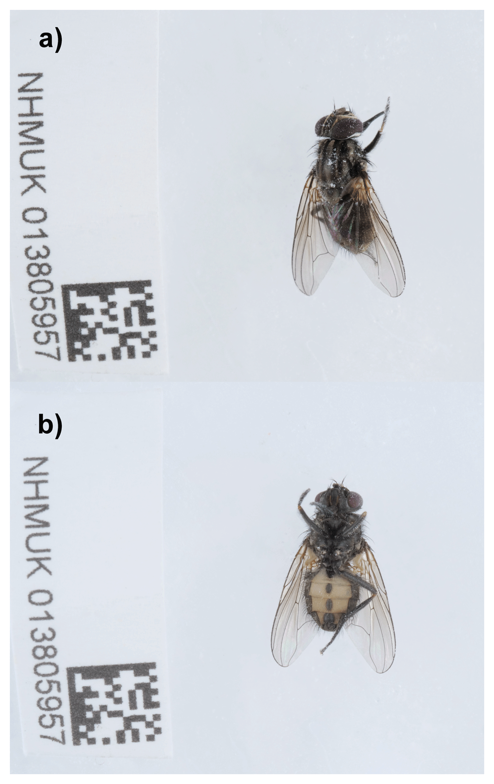The genome sequence of the Stable Fly,... | Wellcome Open Research
