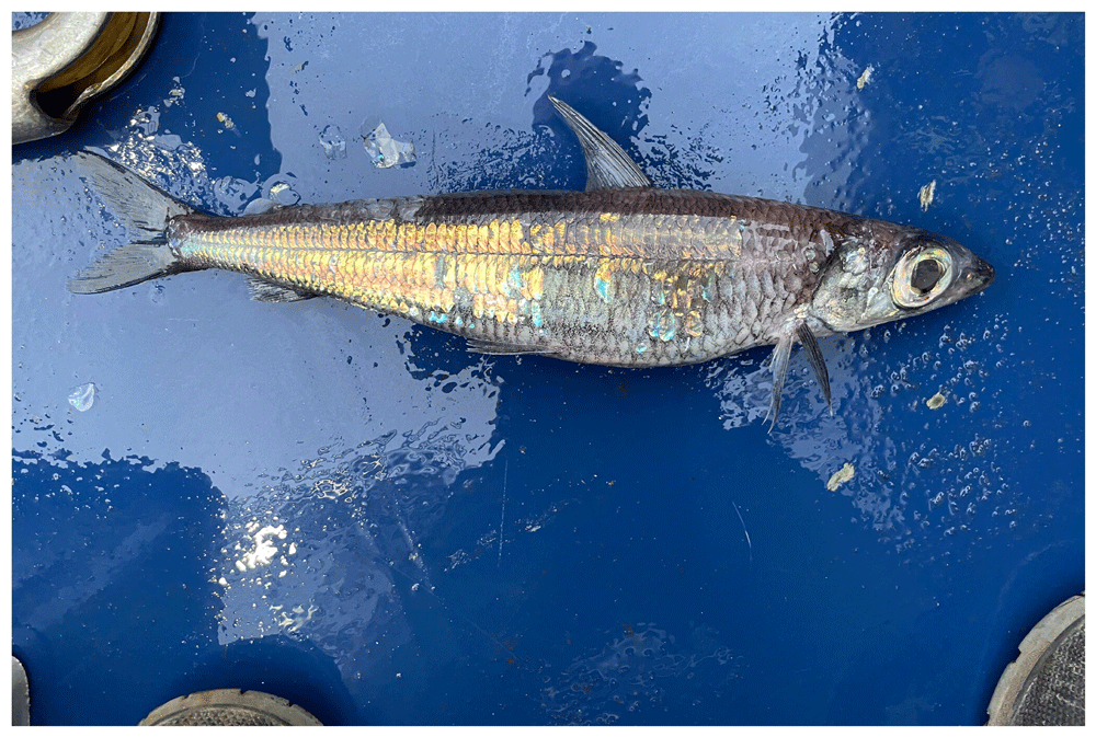 The genome sequence of the greater... | Wellcome Open Research