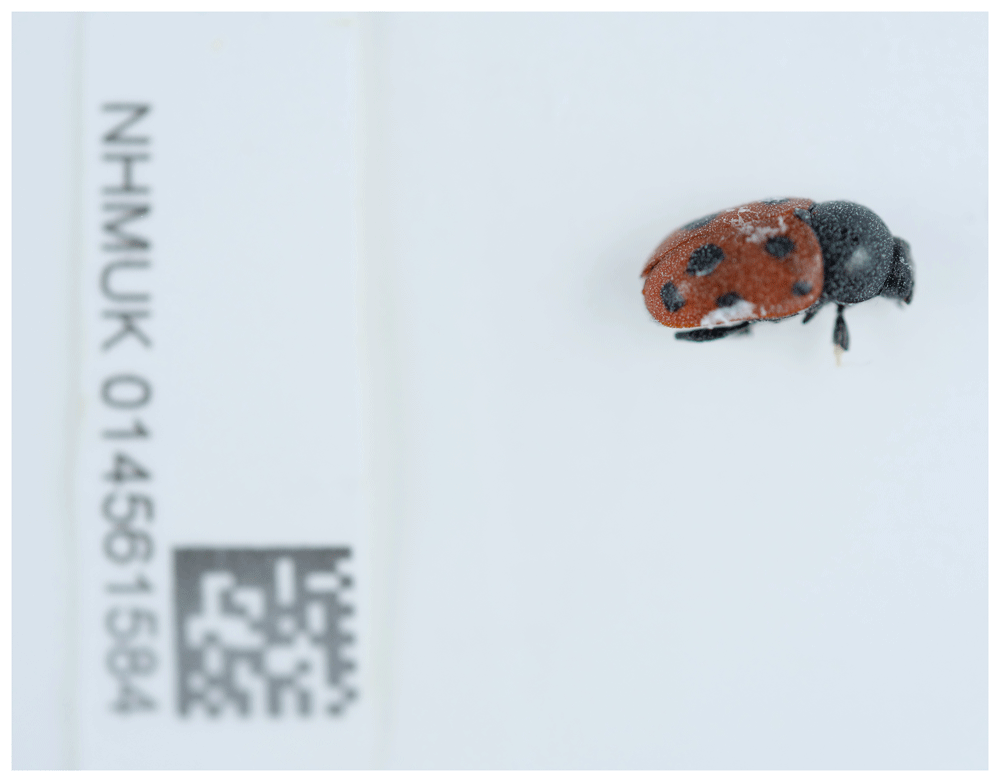 The genome sequence of the Rock-rose Pot... | Wellcome Open Research