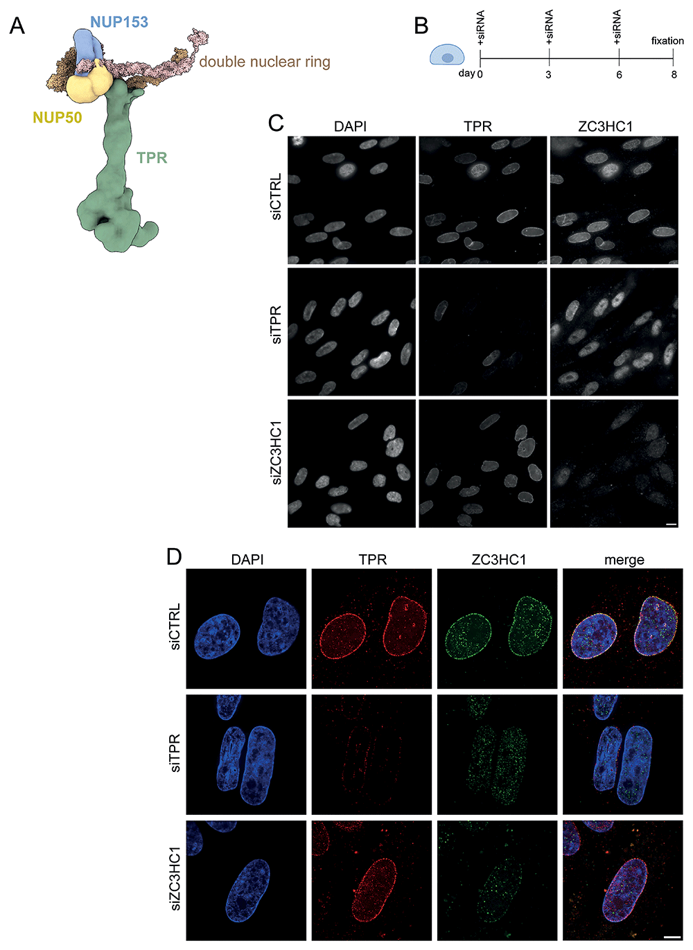 ZC3HC1 has functions distinct from TPR and... | Wellcome Open Research
