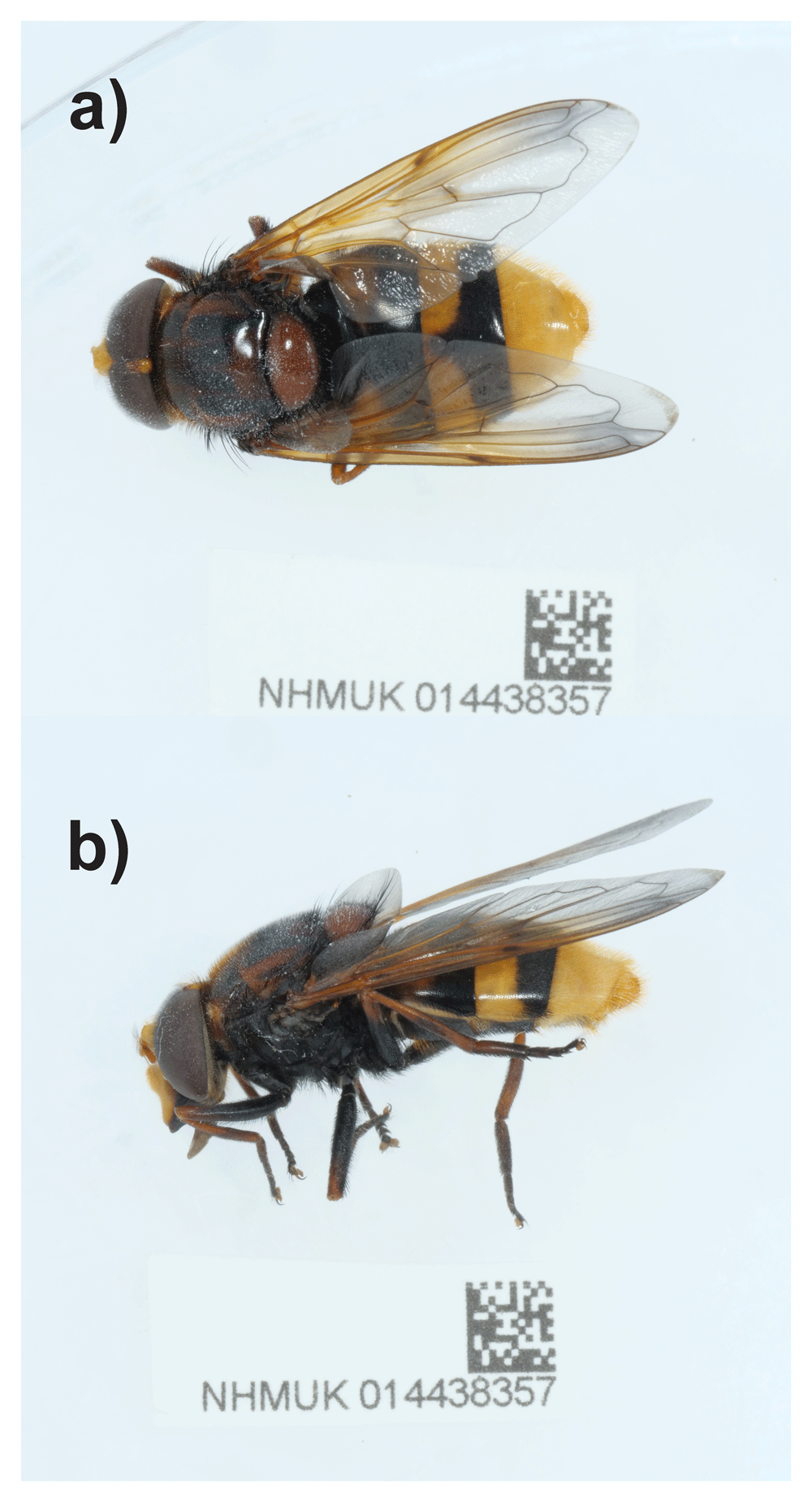 The genome sequence of Hornet Plumehorn... | Wellcome Open Research