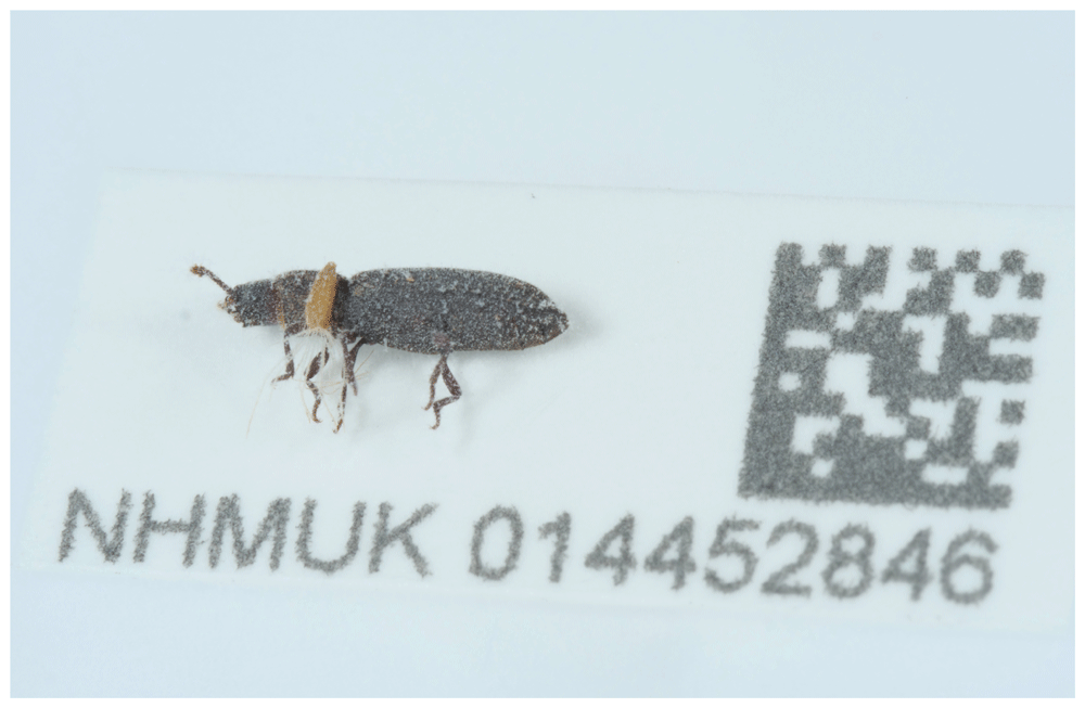The genome sequence of a beetle,... | Wellcome Open Research