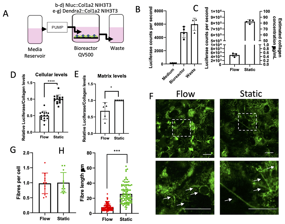 Collagen fibril formation at the plasma... | Wellcome Open Research
