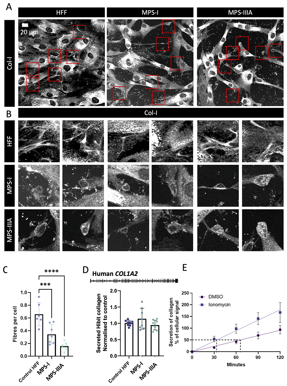 Collagen fibril formation at the plasma... | Wellcome Open Research
