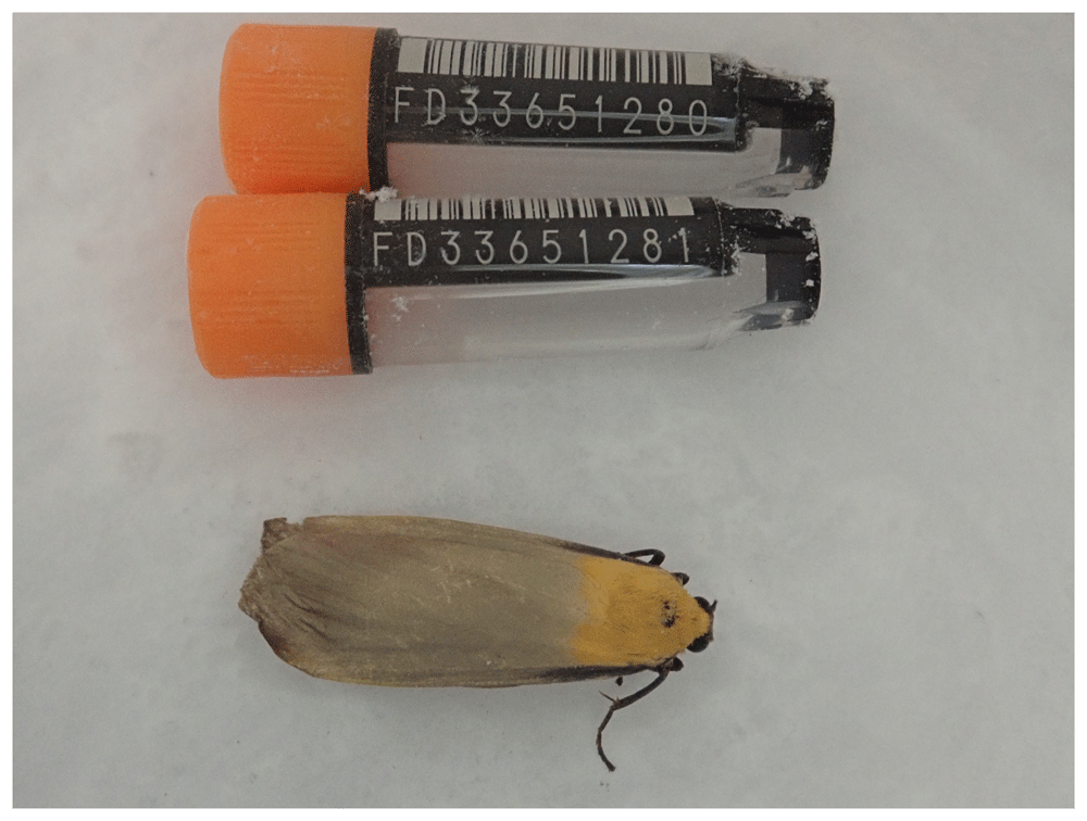 The genome sequence of the Four-spotted... | Wellcome Open Research