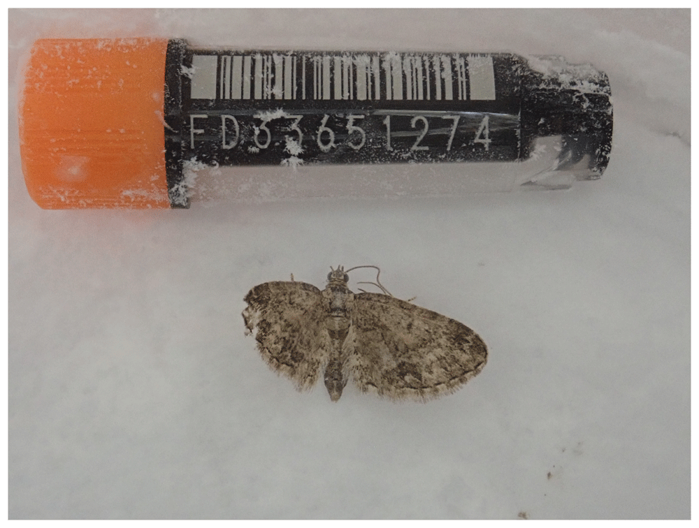 The genome sequence of the Maple Pug moth,... | Wellcome Open Research