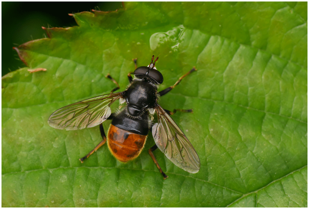 The genome sequence of the pine... | Wellcome Open Research