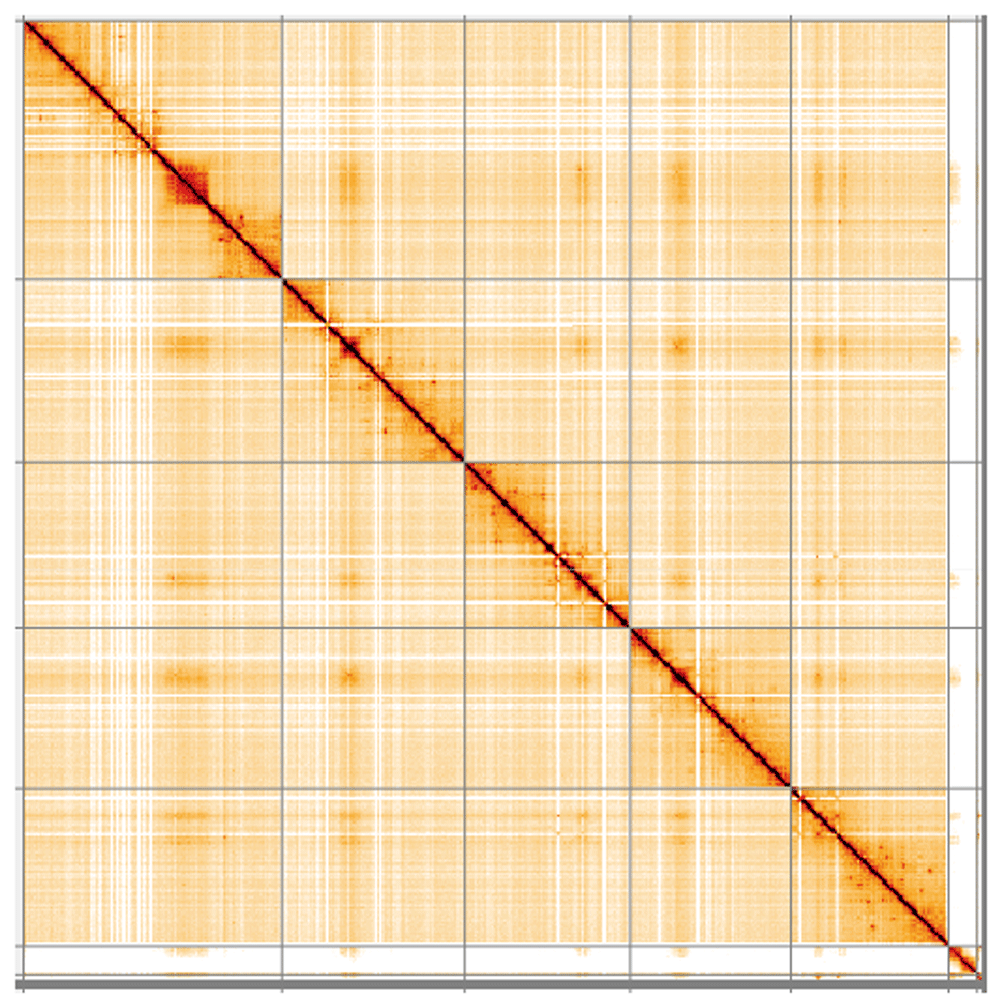 The genome sequence of the pine... | Wellcome Open Research