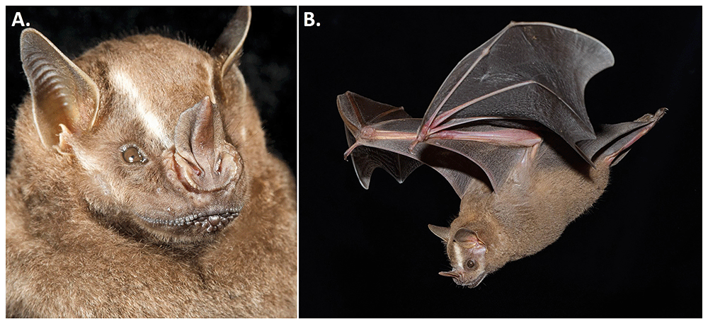 The genome sequence of Artibeus... | Wellcome Open Research