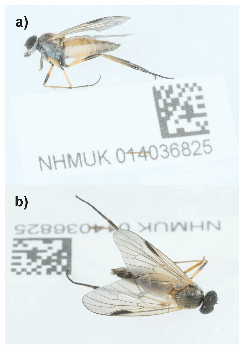 The genome sequence of a snipefly,... | Wellcome Open Research