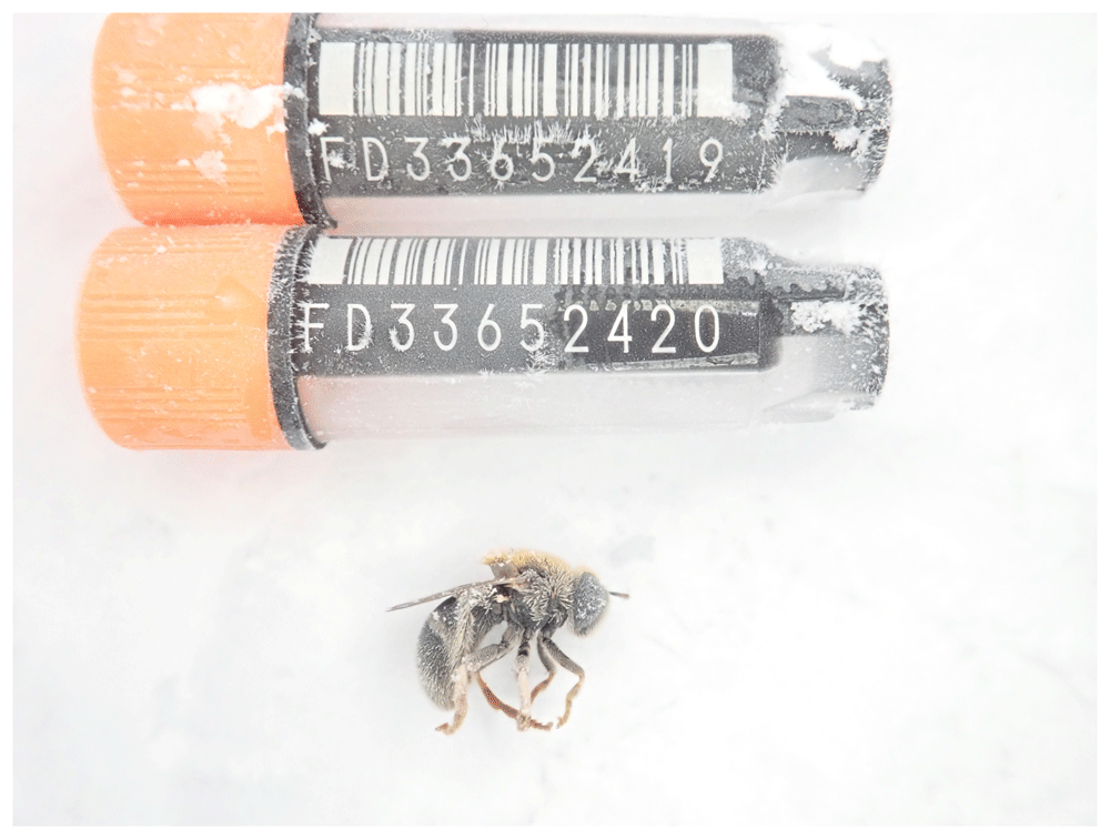 The genome sequence of the Bog Ant Fly,... | Wellcome Open Research