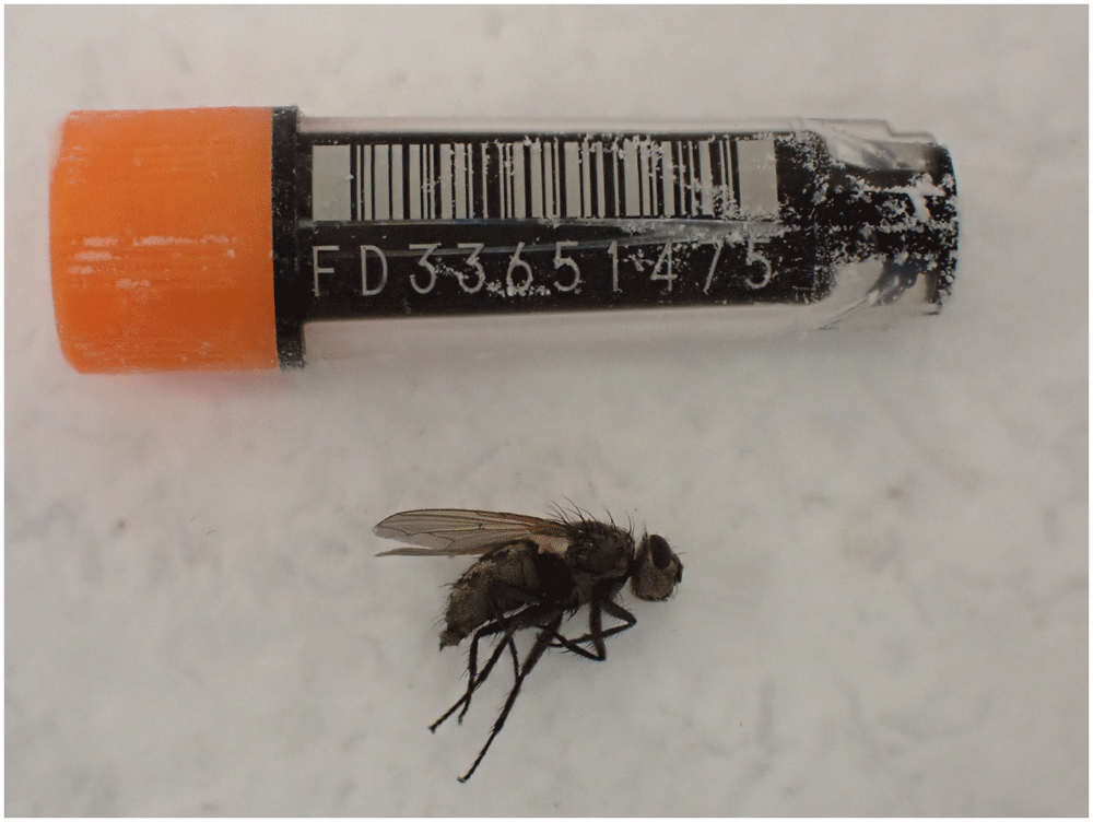 The genome sequence of a cluster fly,... | Wellcome Open Research