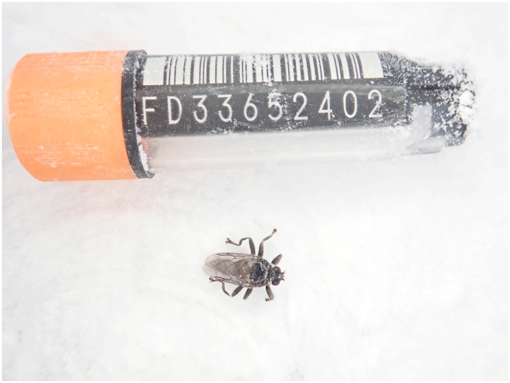 The genome sequence of the Grouse Louse... | Wellcome Open Research