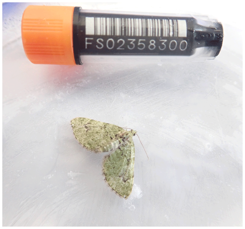 The genome sequence of the V-Pug moth,... | Wellcome Open Research