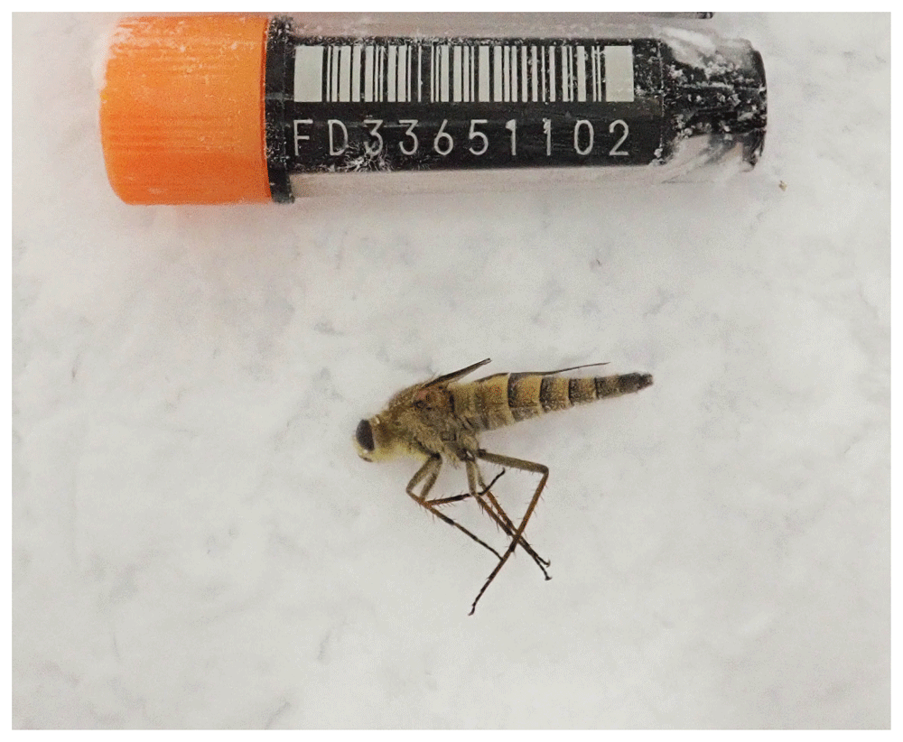The genome sequence of the common stiletto... | Wellcome Open Research