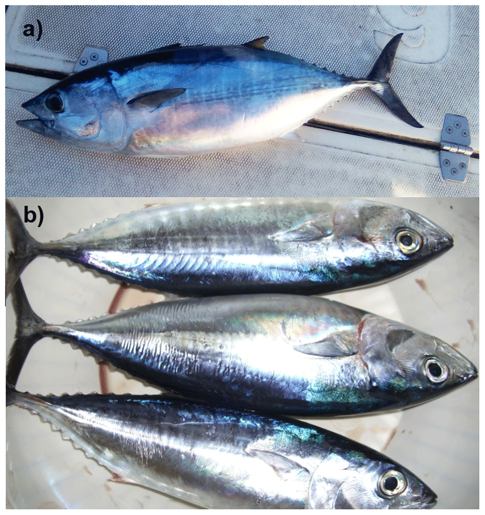 The genome sequence of Atlantic Bluefin... | Wellcome Open Research