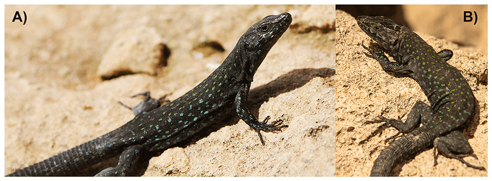 The genome sequence of the Maltese wall... | Wellcome Open Research