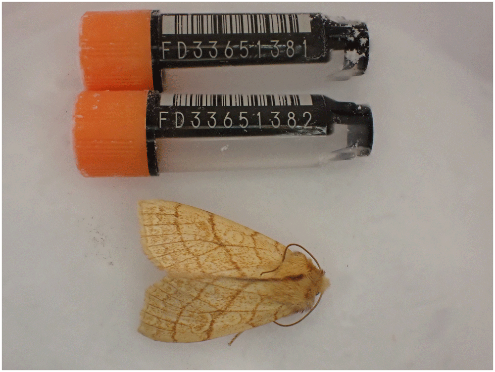 The genome sequence of the Orange Sallow... | Wellcome Open Research