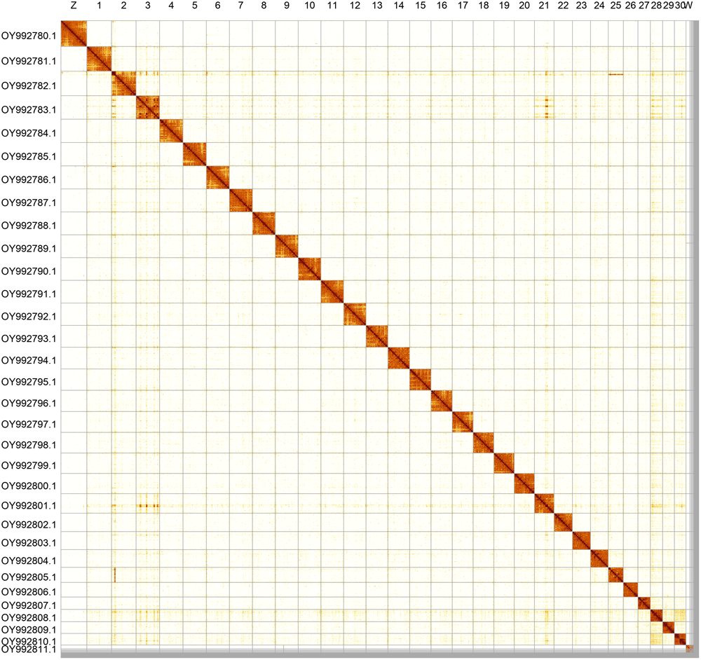 The genome sequence of the Orange Sallow... | Wellcome Open Research