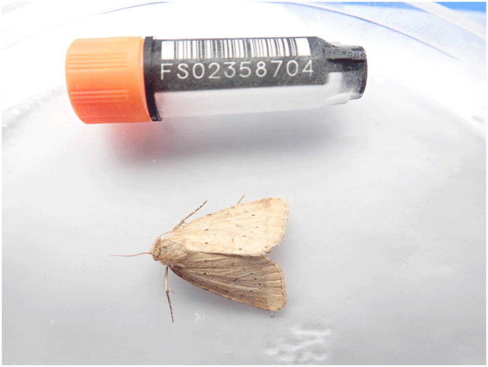 The genome sequence of the Small Dotted... | Wellcome Open Research