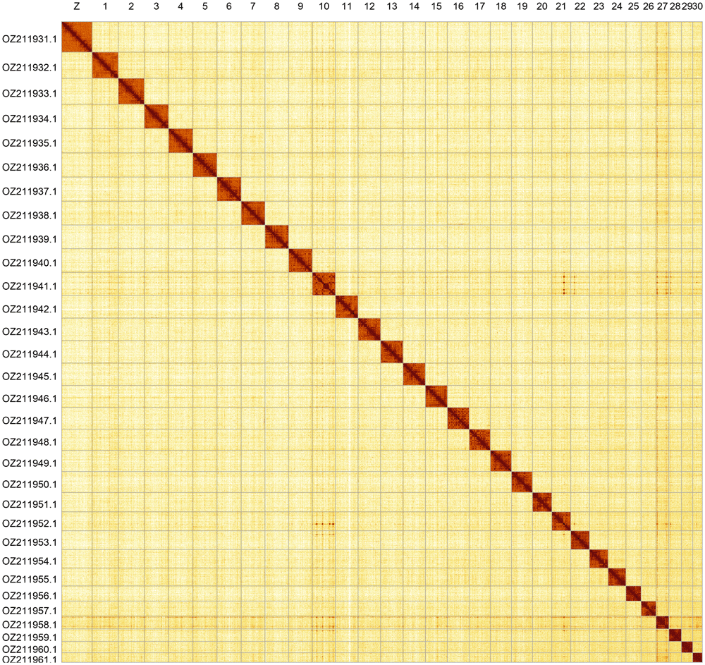 The genome sequence of the Small Dotted... | Wellcome Open Research