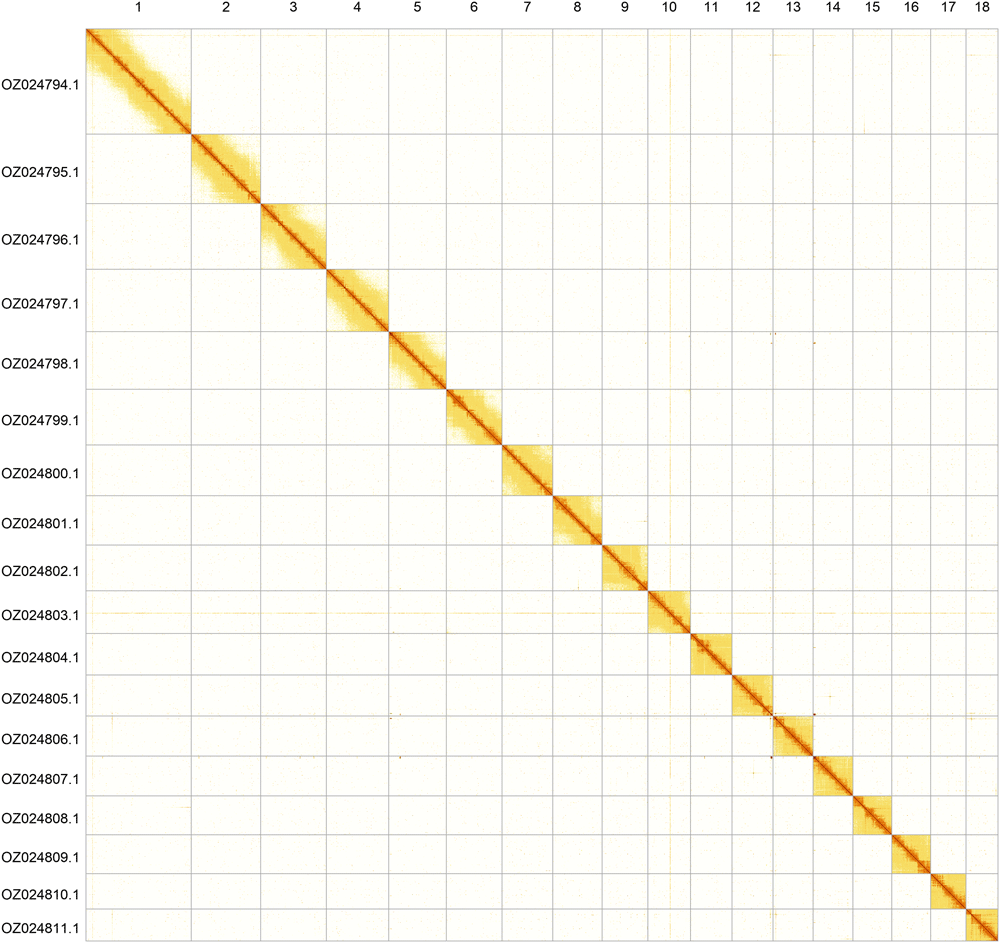 The genome sequence of the pond mud snail,... | Wellcome Open Research