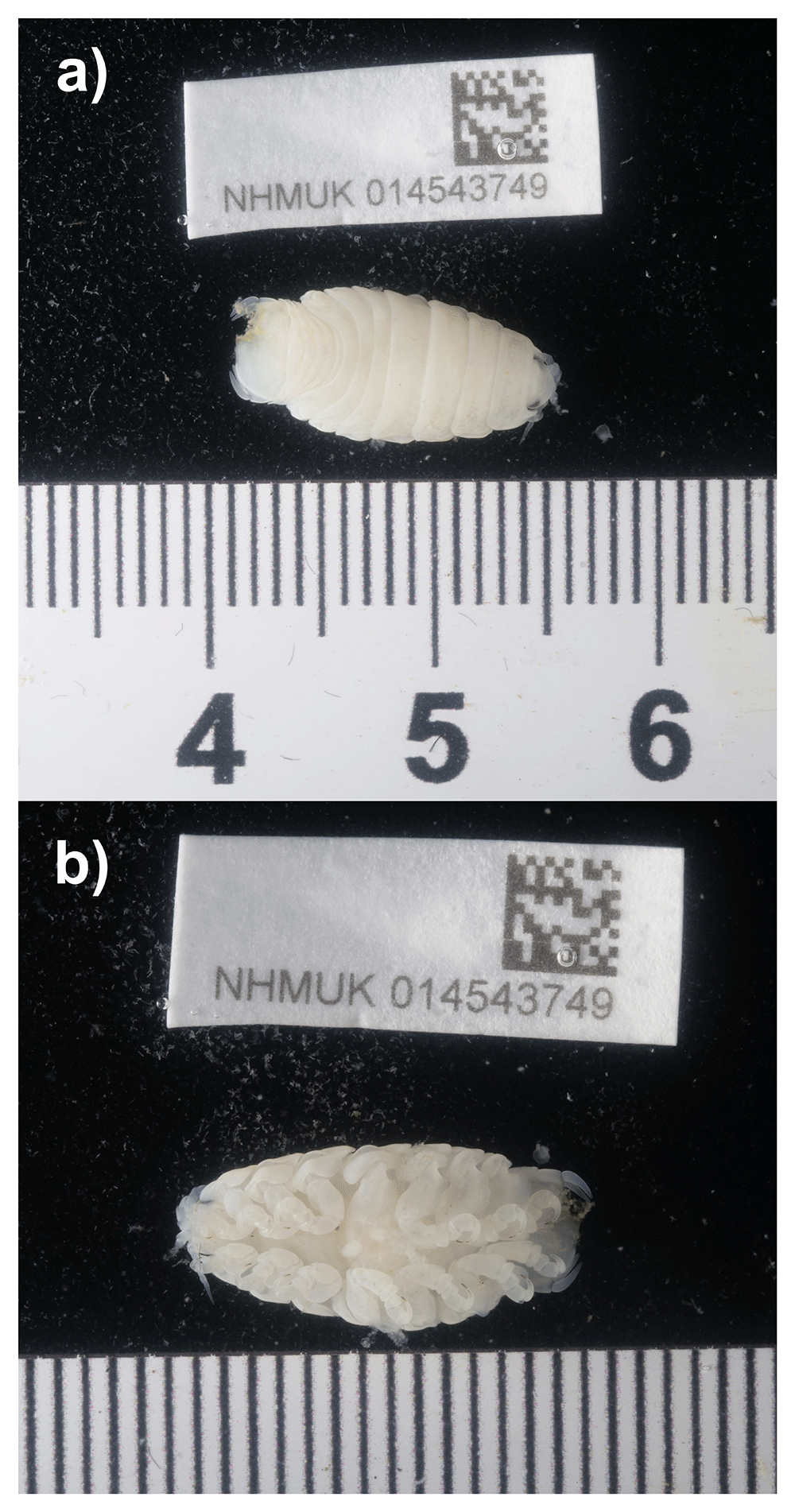 The genome sequence of the tongue-biting... | Wellcome Open Research