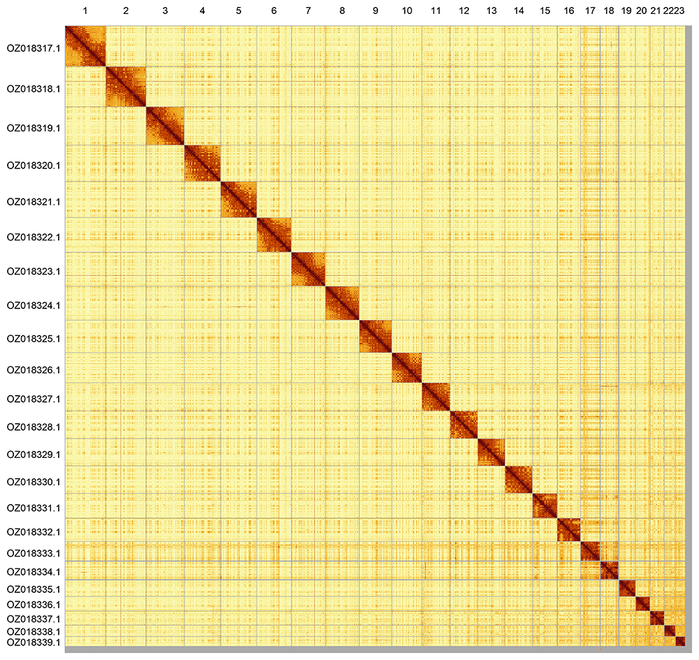 The genome sequence of the tongue-biting... | Wellcome Open Research