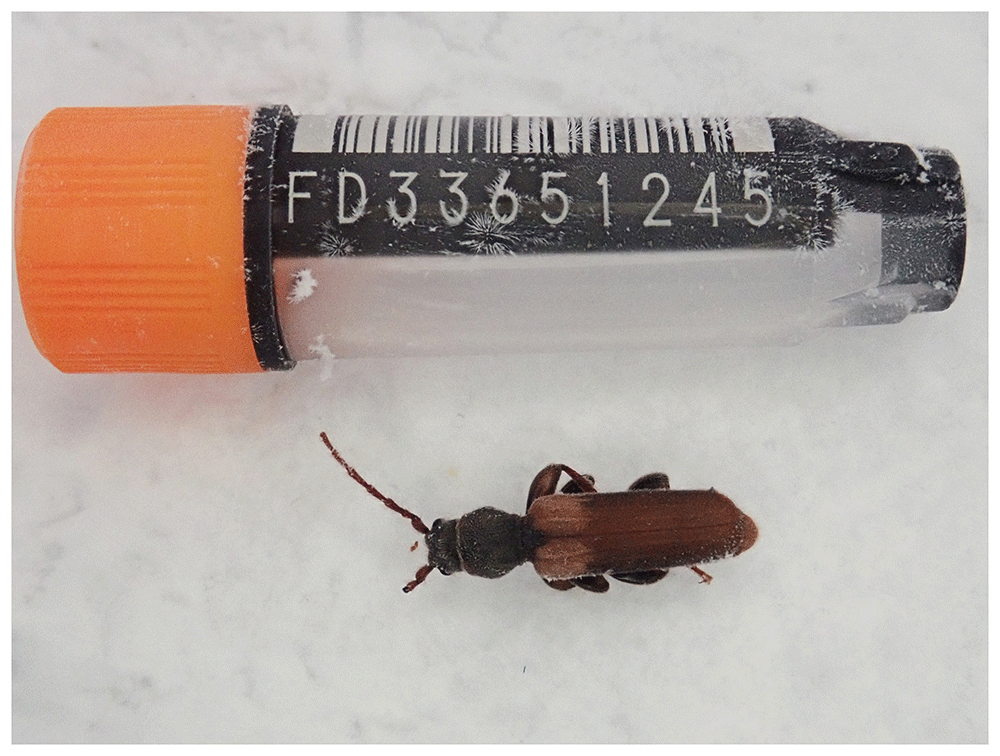 The genome sequence of the brown spruce... | Wellcome Open Research