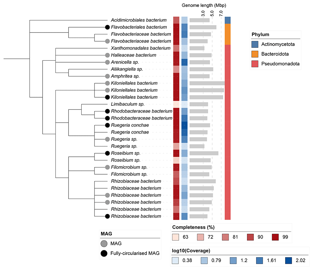 The chromosomal genome sequence of the... | Wellcome Open Research