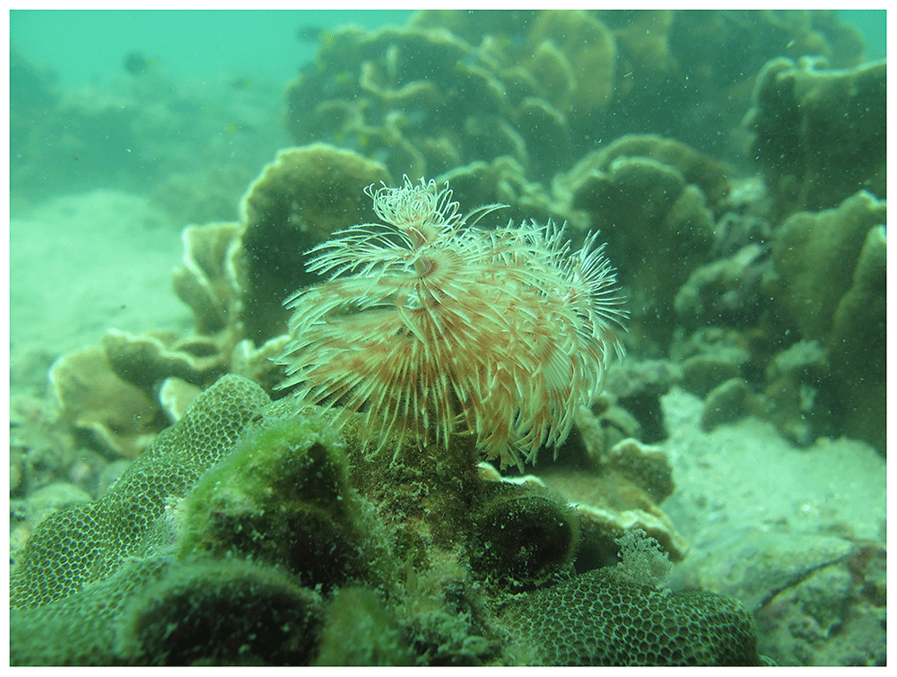 The chromosomal genome sequence of the fan... | Wellcome Open Research