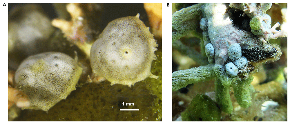 The chromosomal genome sequence of the... | Wellcome Open Research