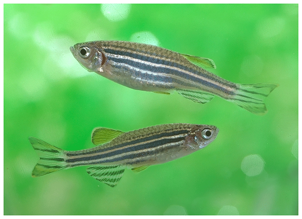 The genome sequence of the zebra danio,... | Wellcome Open Research