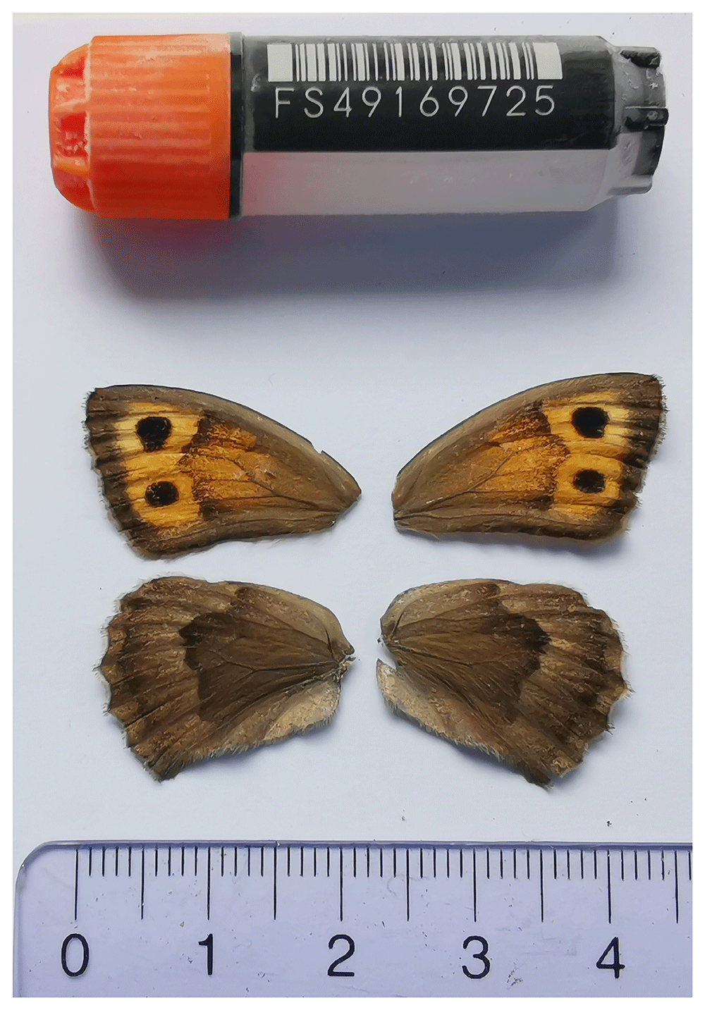 The genome sequence of the Dusky Meadow... | Wellcome Open Research