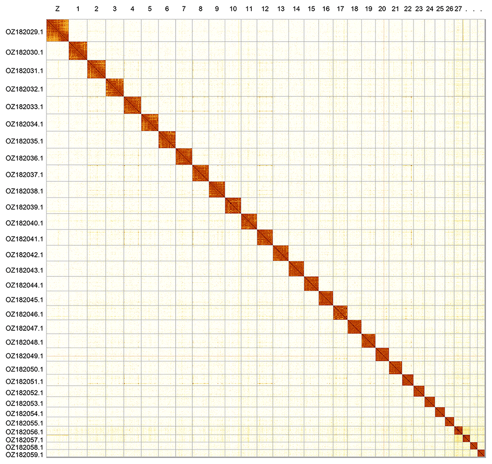The genome sequence of Glacies alpinata... | Wellcome Open Research