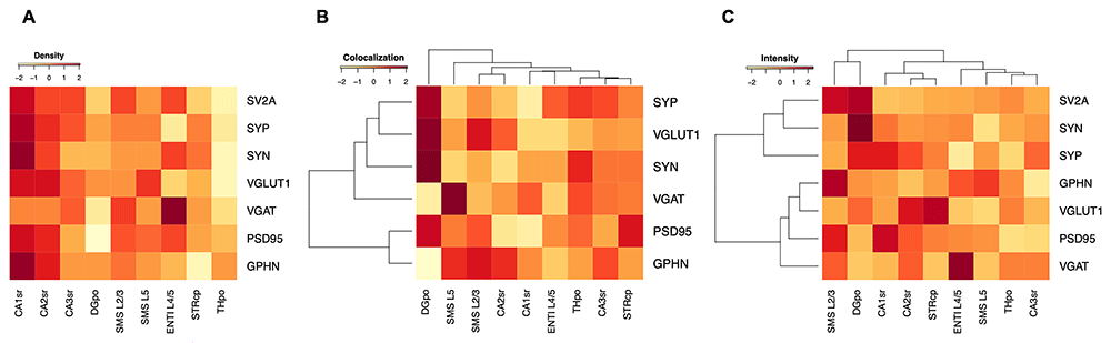 SV2A is expressed in synapse... | Wellcome Open Research