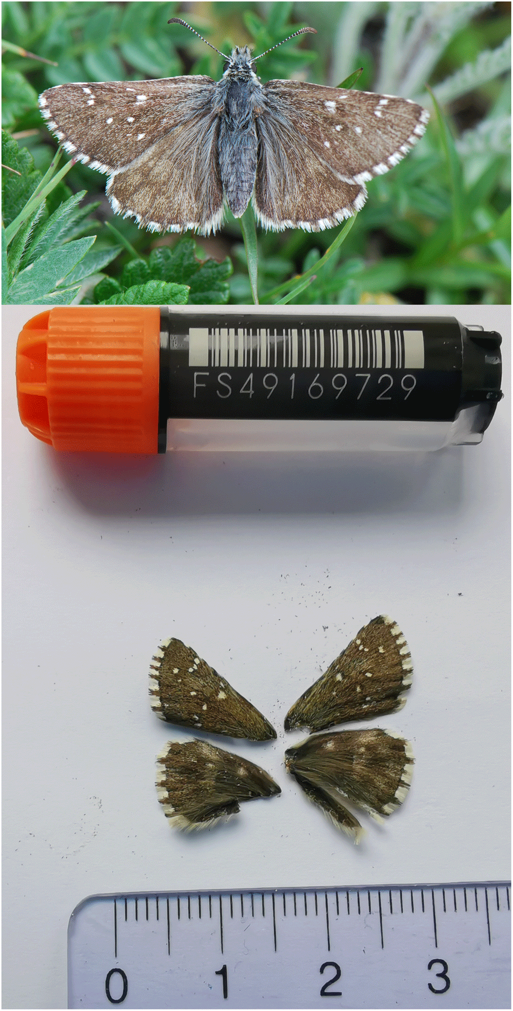 The genome sequence of the Dusky... | Wellcome Open Research