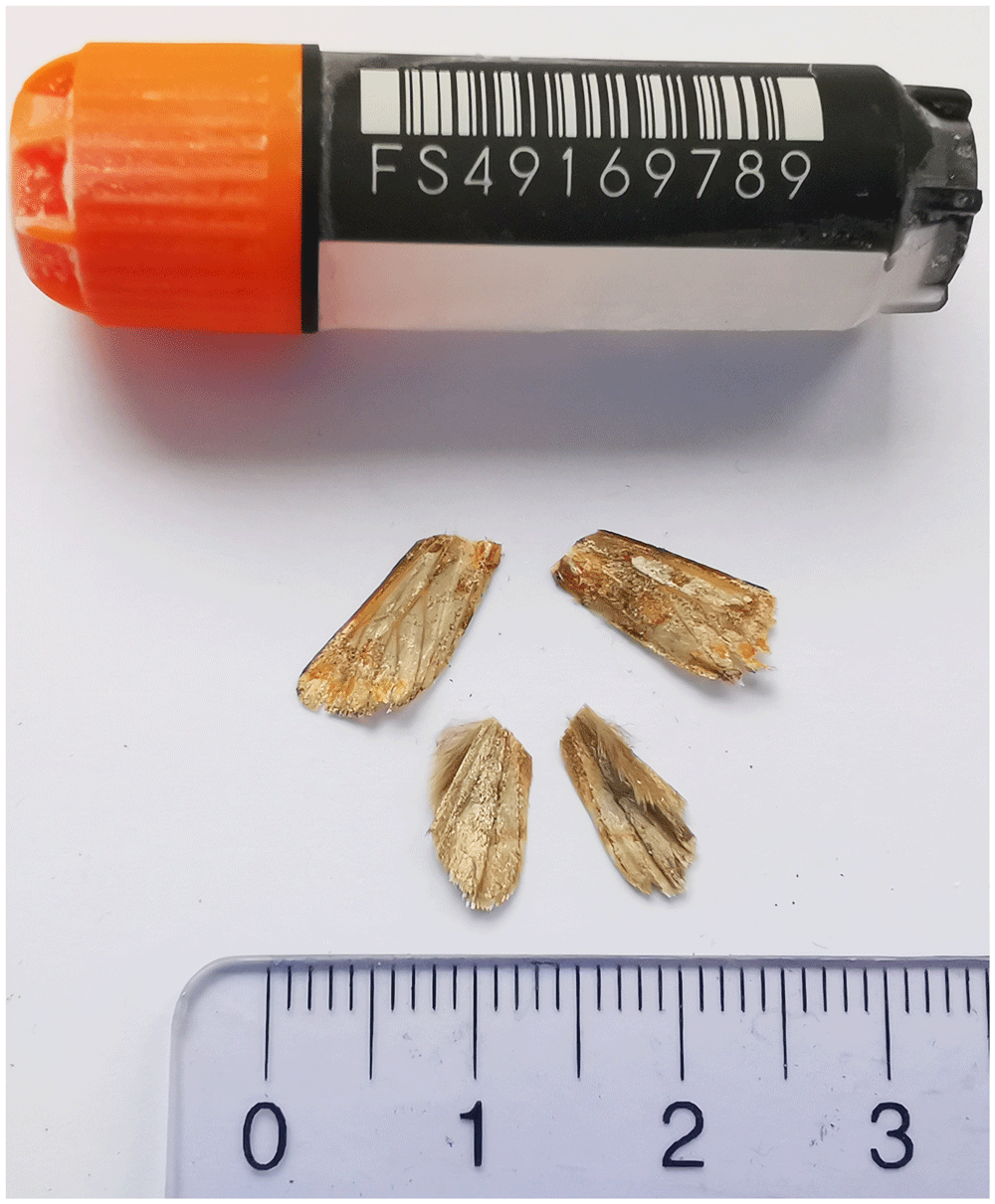 The genome sequence of the Pine Beauty,... | Wellcome Open Research