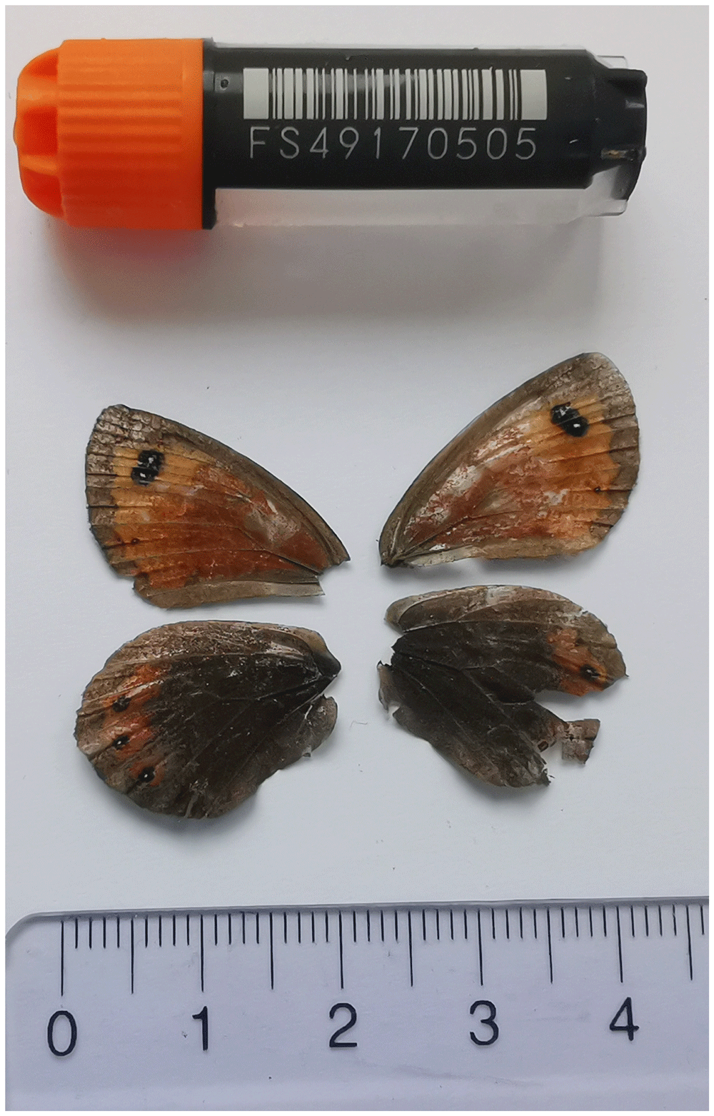 The genome sequence of Erebia montana... | Wellcome Open Research