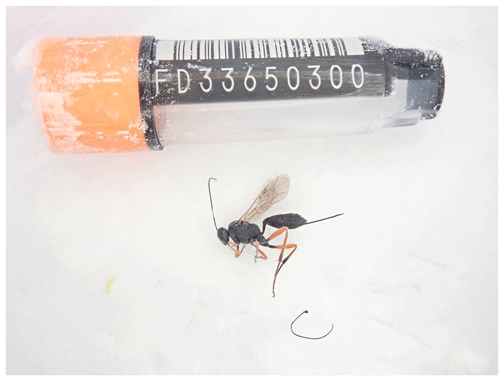 The genome sequence of the cryptine... | Wellcome Open Research