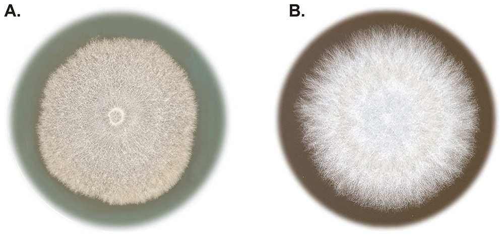 The genome sequence of the Oak Polypore,... | Wellcome Open Research