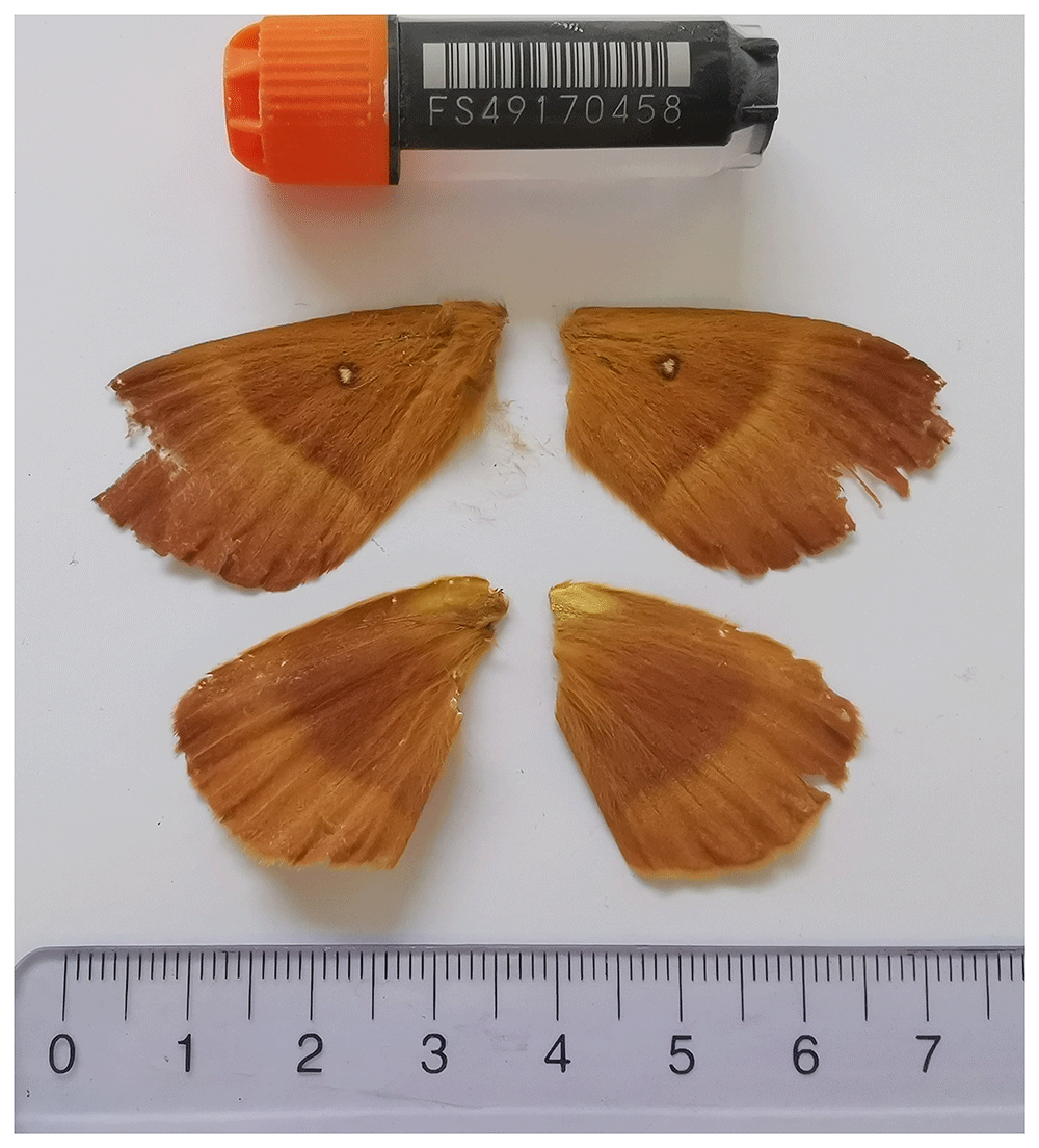 The genome sequence of the Oak Eggar,... | Wellcome Open Research