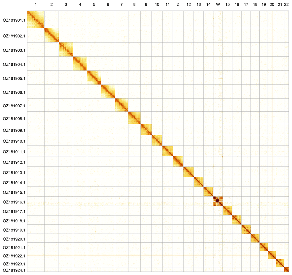 The genome sequence of the Oak Eggar,... | Wellcome Open Research