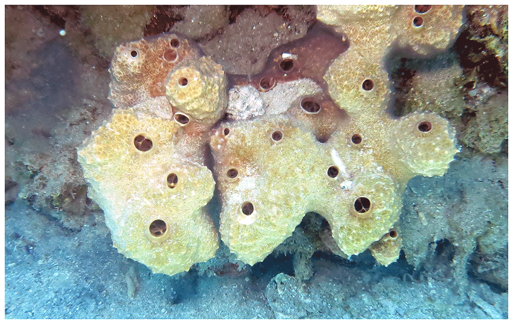 The chromosomal genome sequence of the... | Wellcome Open Research