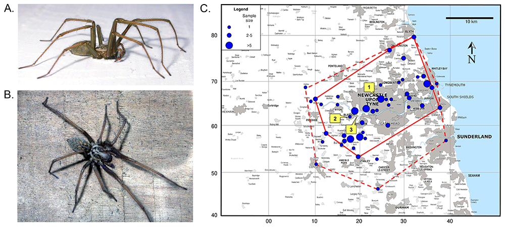 The genome sequence of the house spider,... | Wellcome Open Research