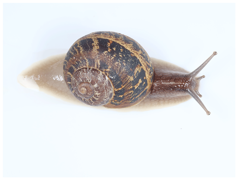 The genome sequence of the Brown garden... | Wellcome Open Research