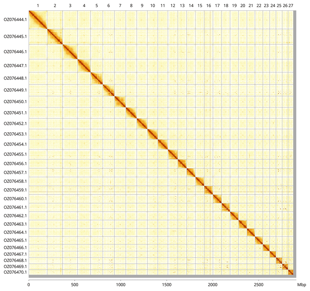The genome sequence of the Brown garden... | Wellcome Open Research