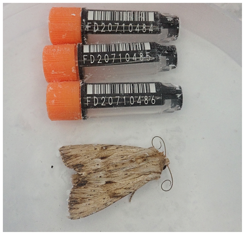 The genome sequence of the Light Arches,... | Wellcome Open Research