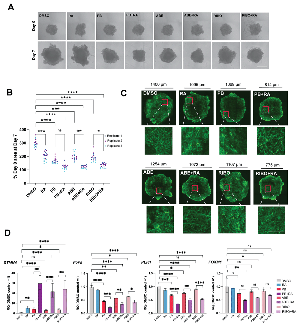 CDK4/6 inhibitors display a class effect... | Wellcome Open Research