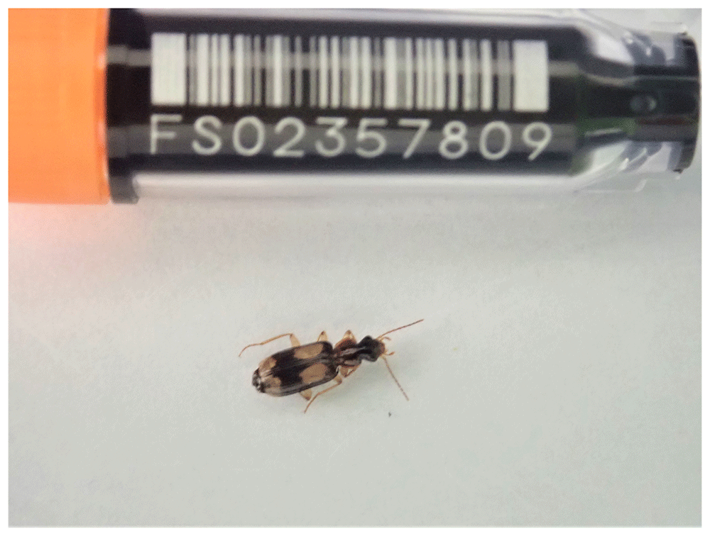 The genome sequence of a ground beetle,... | Wellcome Open Research